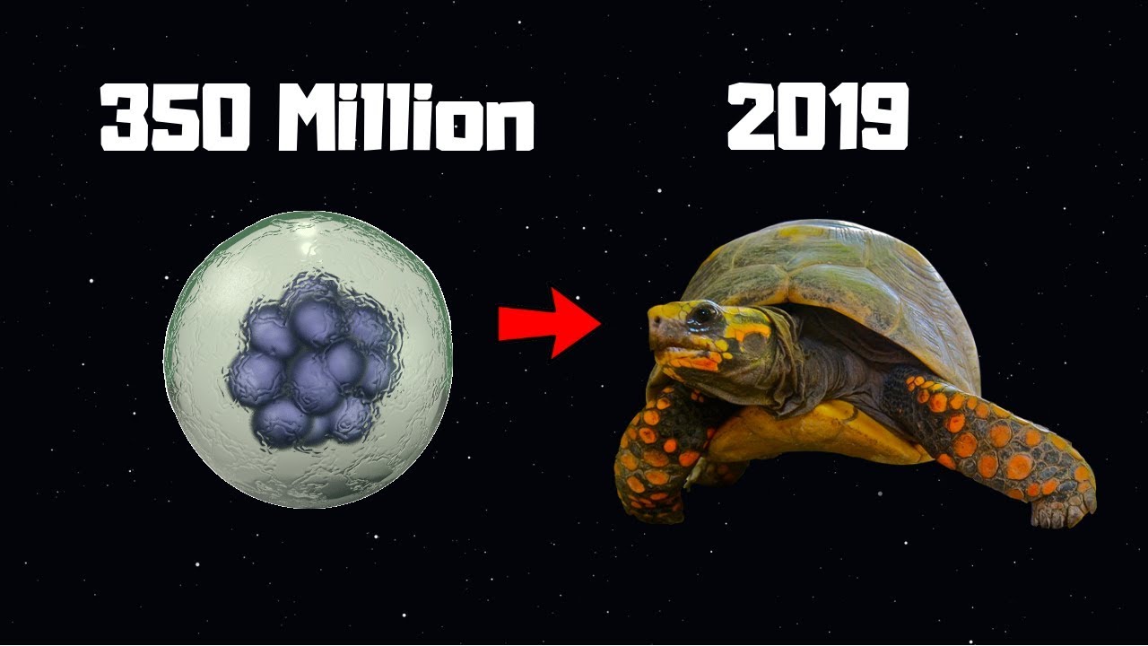 The Evolution of Reptiles | Minute Science 🌍 - YouTube