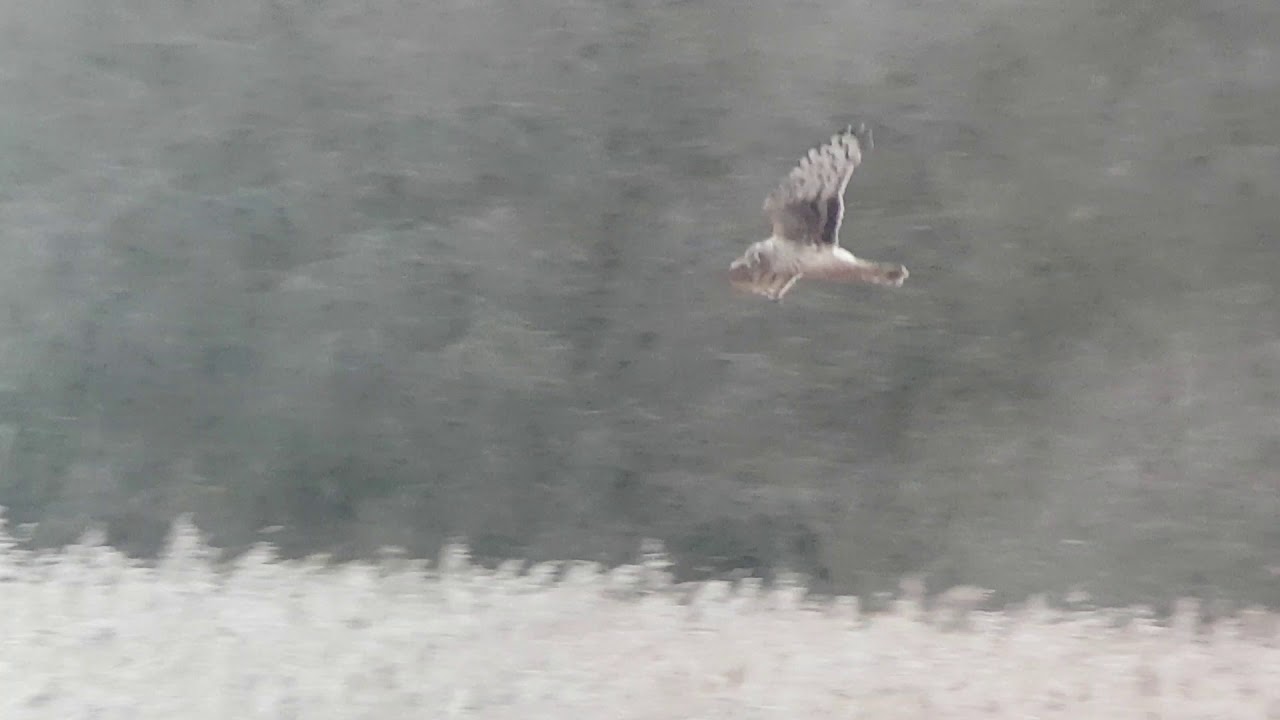 Hen Harrier (ringtail), Wicken Fen, Cambridgeshire, 19th February 2020 ...