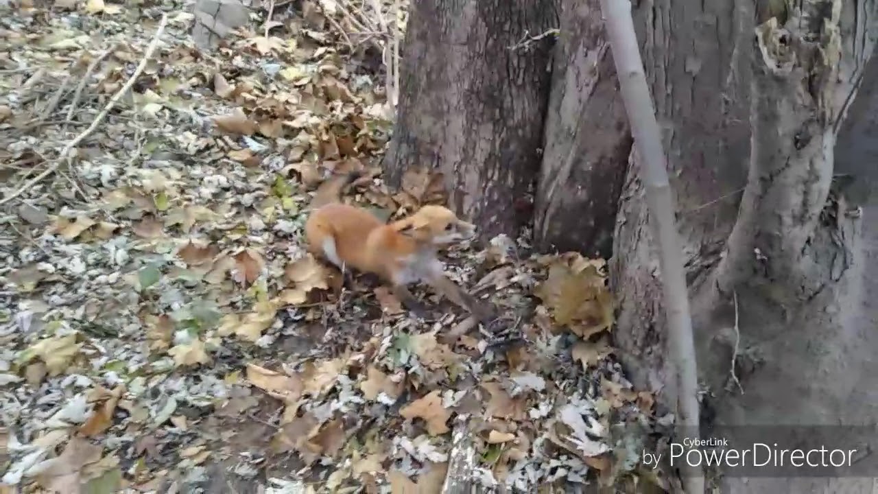 Trapping pa red fox - YouTube