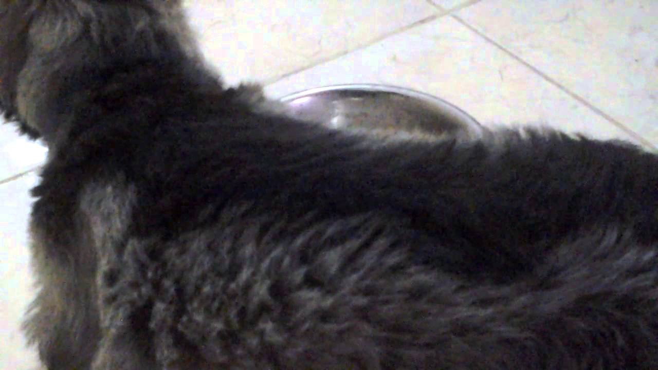 Mi tierno perrito - YouTube