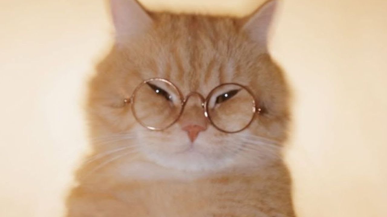 MONTAGEM MIAU - YouTube Music