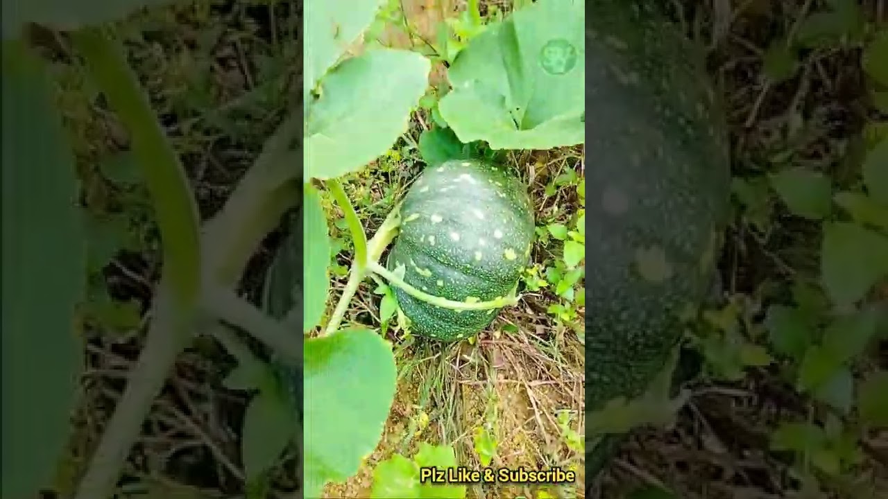 Kohda🍈 Vegetable|#Village food #short - YouTube