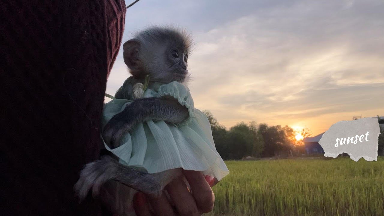 Nice View with Meta on sunset time , Release stress - YouTube