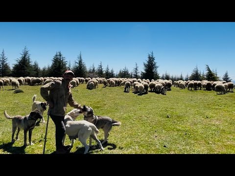 400 Koyunu 8 Köpeği ile Dağda Tek Başına - Genç Çoban Ali Şenoğul #koyun #hayvancılık 