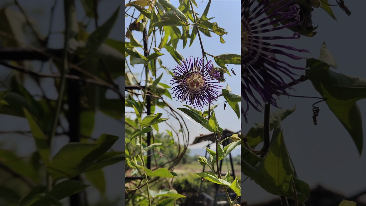 kaurav Pandav flower 🌻 #flowers #farm #passionflower #beautiful # ...