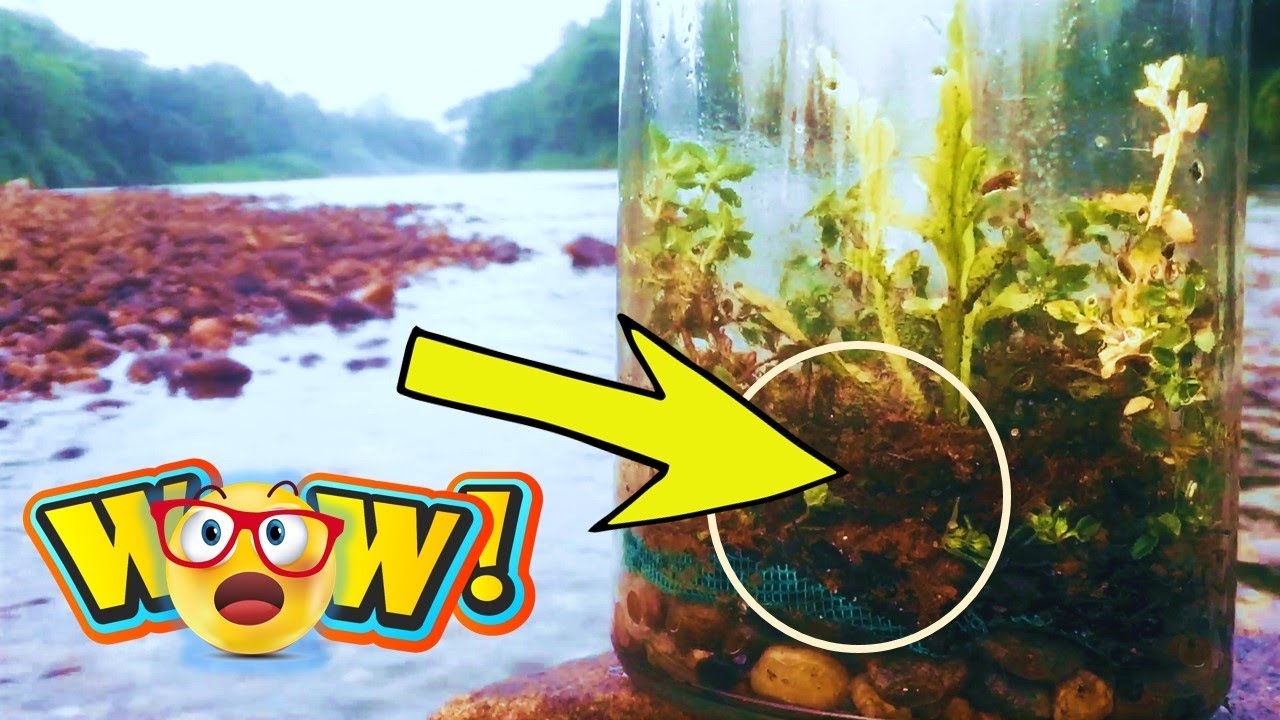 DIY Native Terrarium for FREE - Bioactive Terrarium Without Spending ...