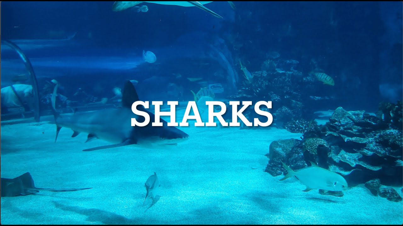 Sharks - Imagine Dragons (Lyrics) / SUBTITLES - YouTube