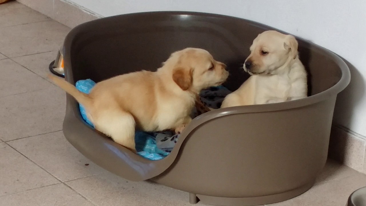 Bad puppy labrador - YouTube