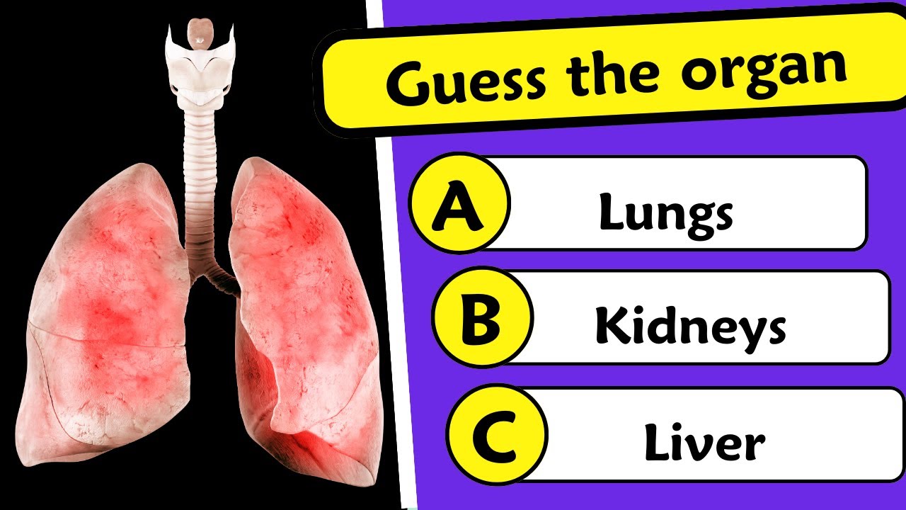 How Many Human Body Organ Can You Guess? 🧠 | General Knowledge Quiz ...