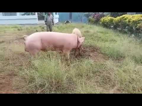 natural pig breeding