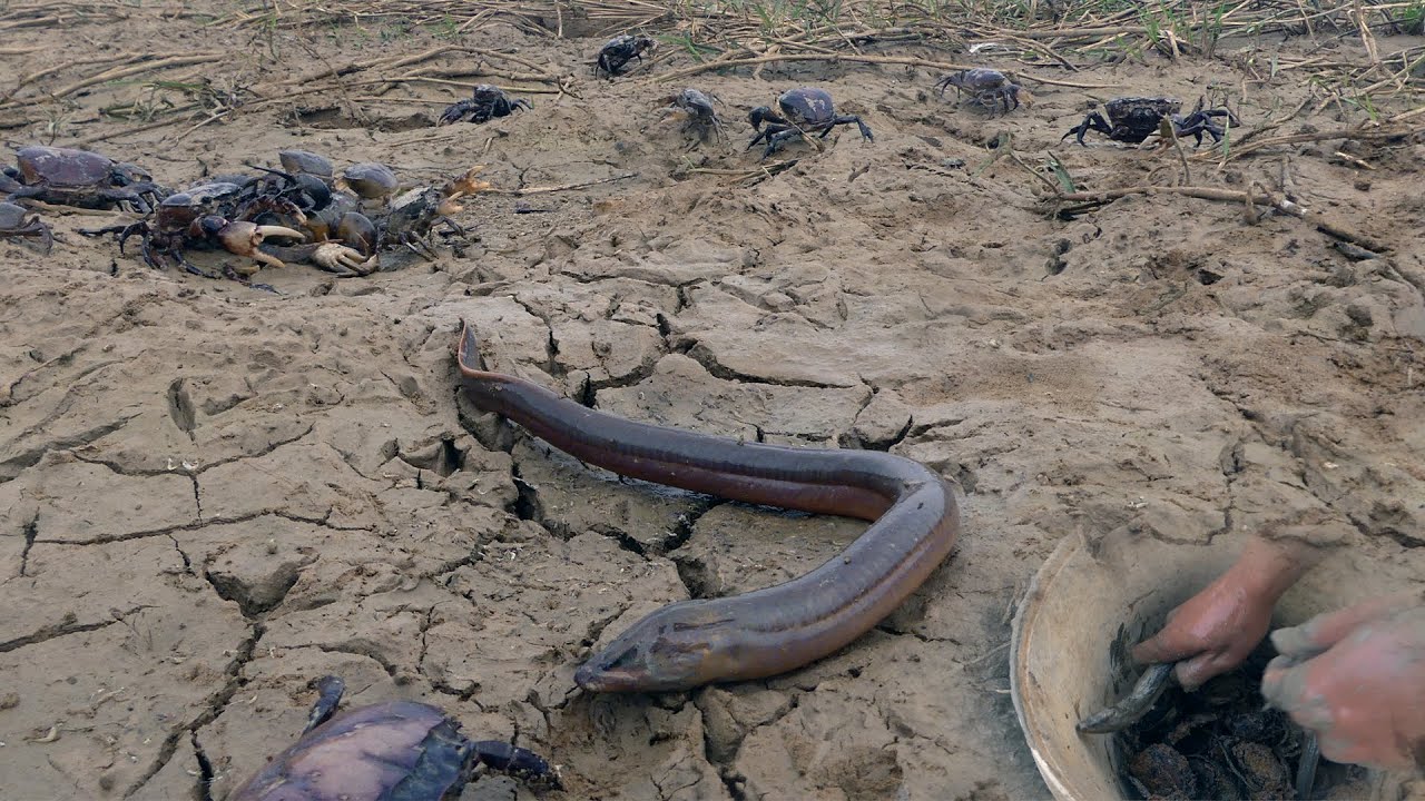 Amazing guy catches Eel at his fields. - YouTube
