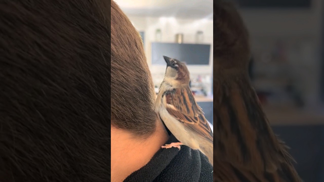 How is your feeling when a bird 🐦 is on your head #bird #feeling # ...