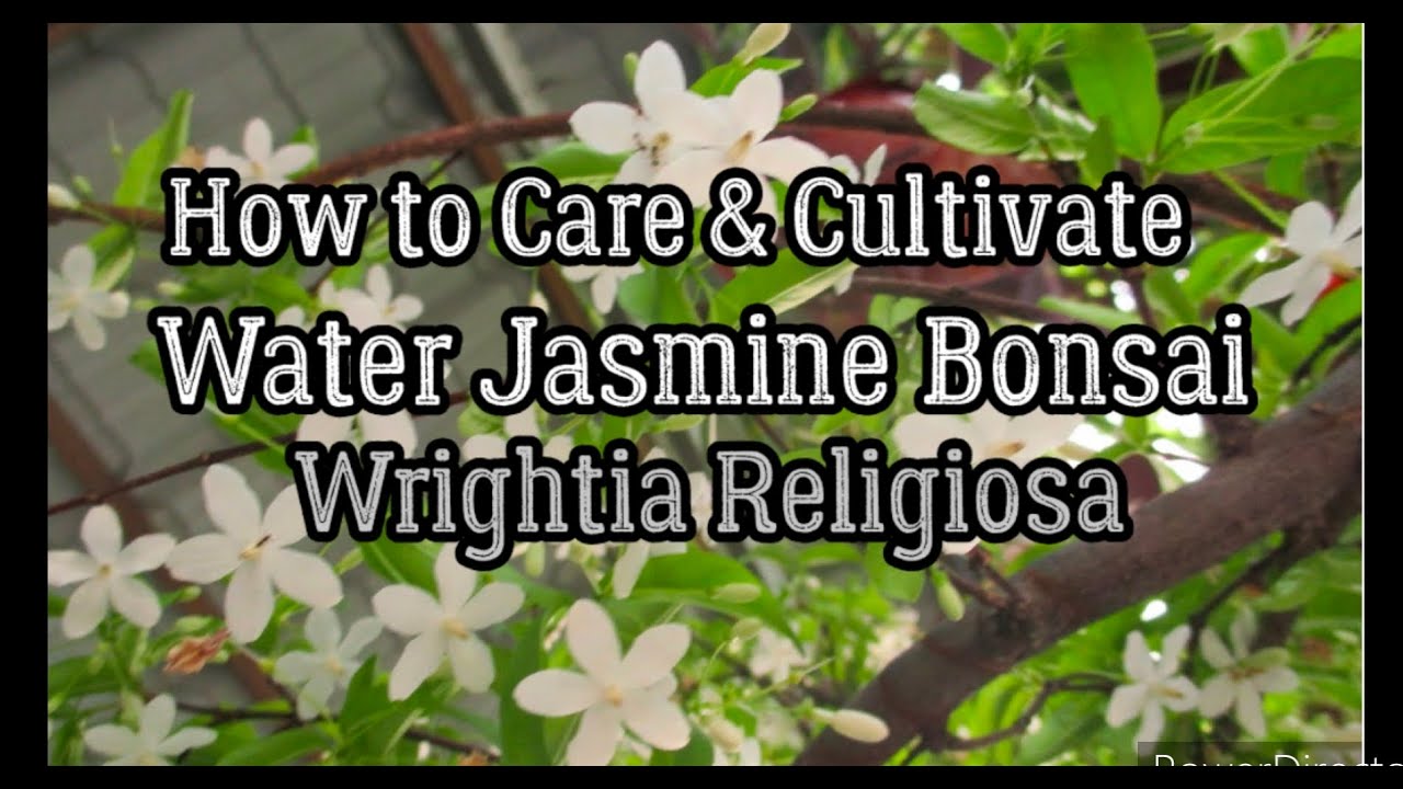 How to Care & Cultivate Water Jasmine Bonsai (Wrightia Religiosa) - YouTube