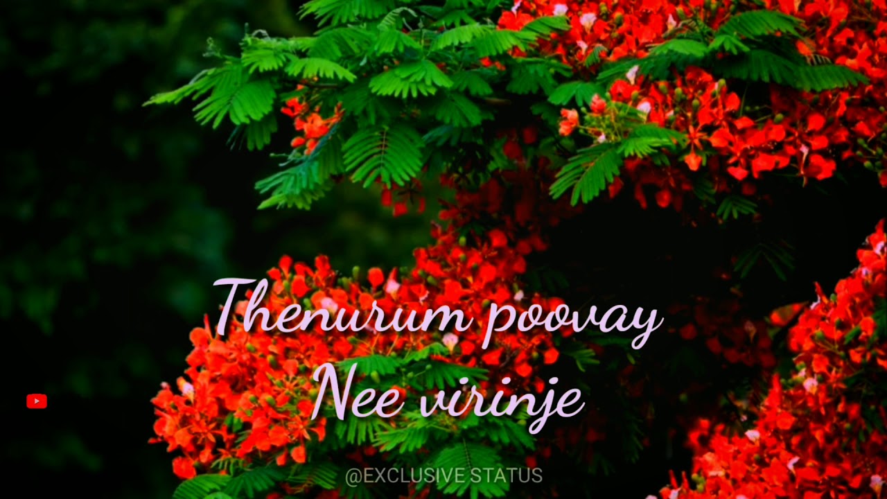 poomaram poothulanje | malayalam status video | nostalgia | lyrics ...