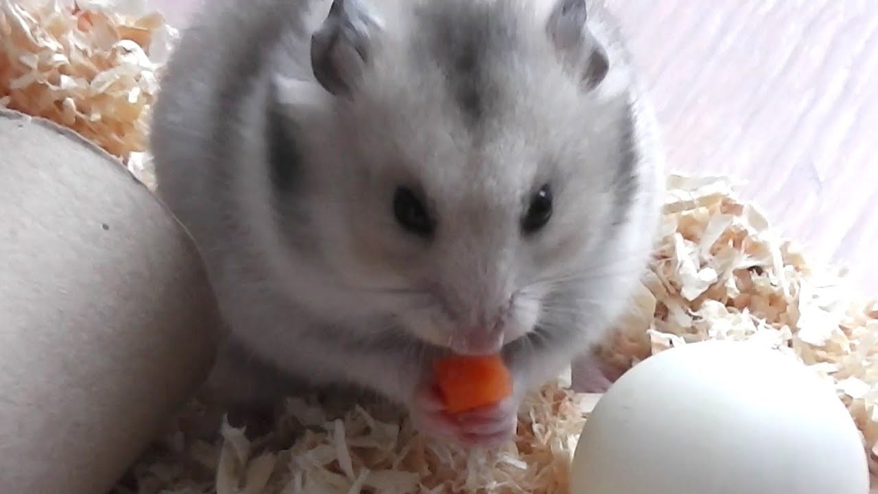 Hammy Hamster enjoying a treat - YouTube