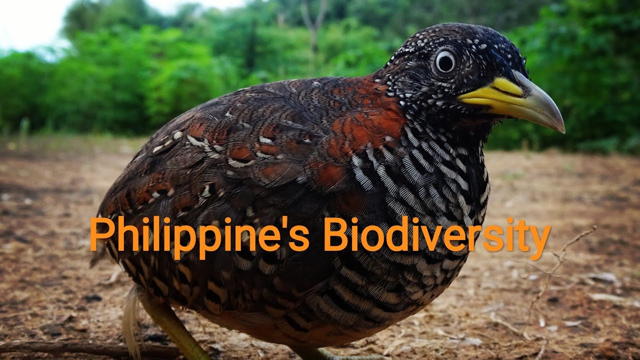 The Philippine's Biodiversity - YouTube