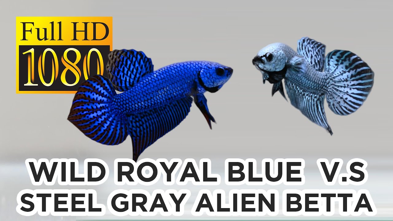 WILD ROYAL BLUE v.s STEEL GRAY ALIEN BETTA | BETTA GROOMING | BETTA ...