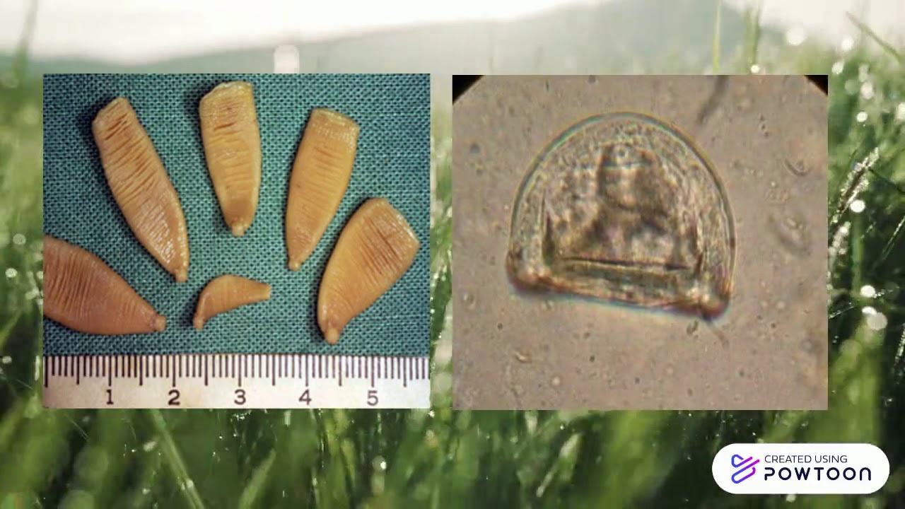Anoplocephala perfoliata - zunny olarte - YouTube