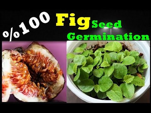 incir çekirdeği çimlendirme (fig seed germination)(Feigensamen keimen)(Семена инжира прорастают)