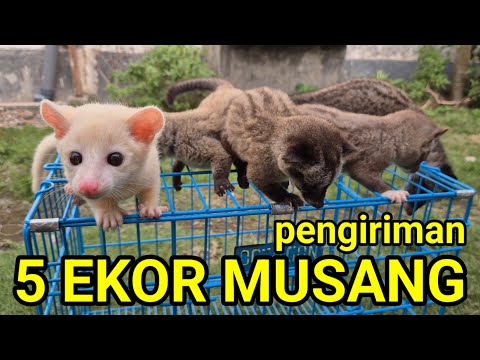 Alhamdulillah Musangnya Diborong Lagi Gaessss...