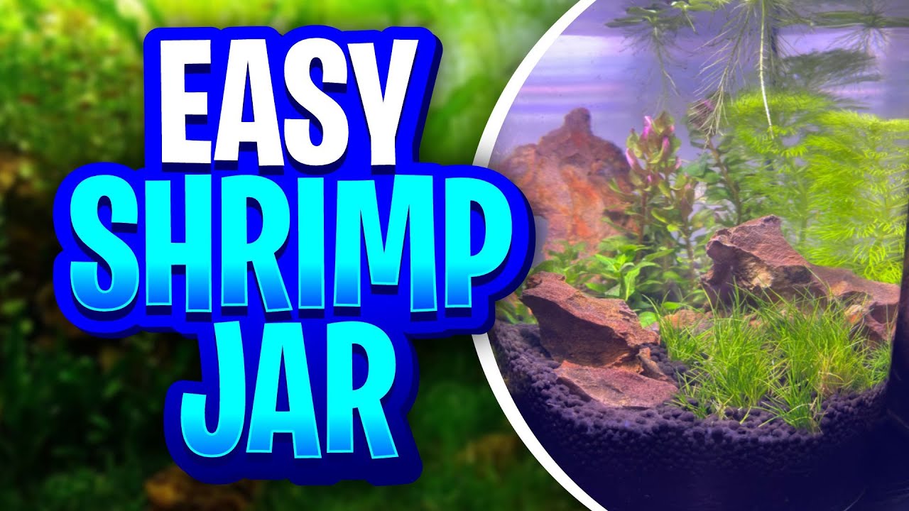 Easy Cherry Shrimp Jar Setup Tutorial - No Filter, No Heater, No CO2 ...