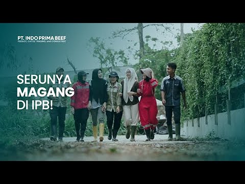 PEMBINAAN MAHASISWA PKL DI PT. INDO PRIMA BEEF - YouTube