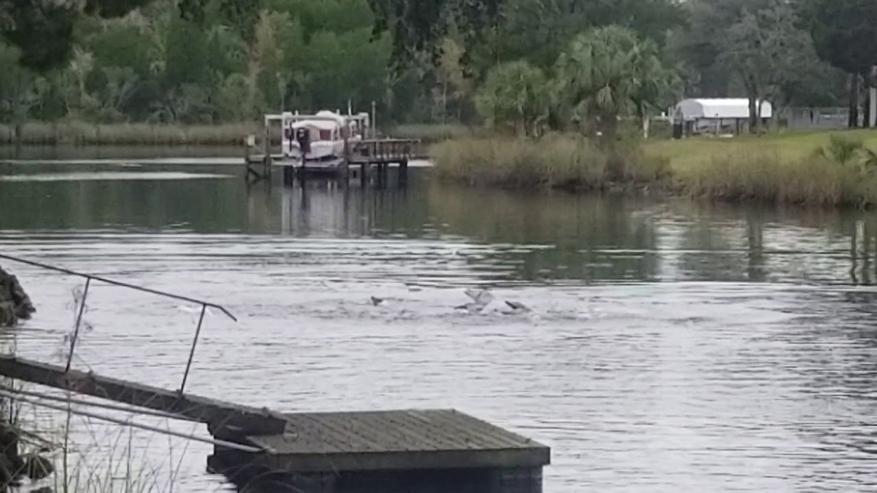 Dolphins at the swamp - YouTube