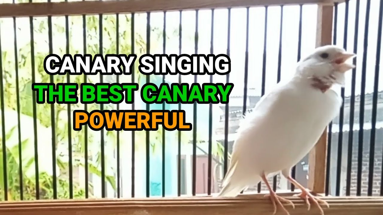 🔴Canary singing _ your canary will not stop singing with this training ...