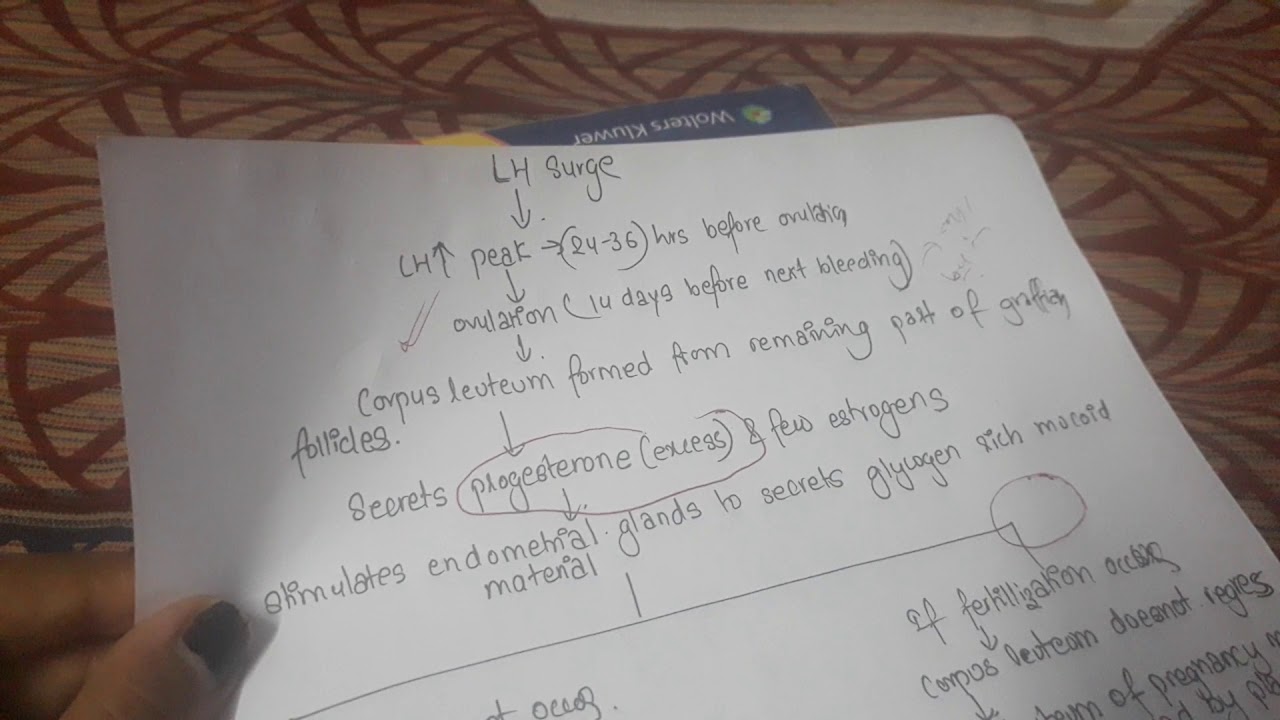 Part 2 female reproductive cycle ( functions of FSH and LH) - YouTube