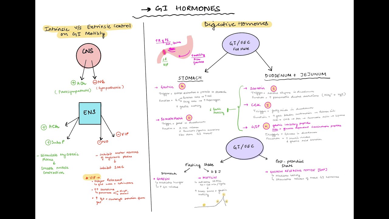 Overview of GI hormones- GI physiology - YouTube