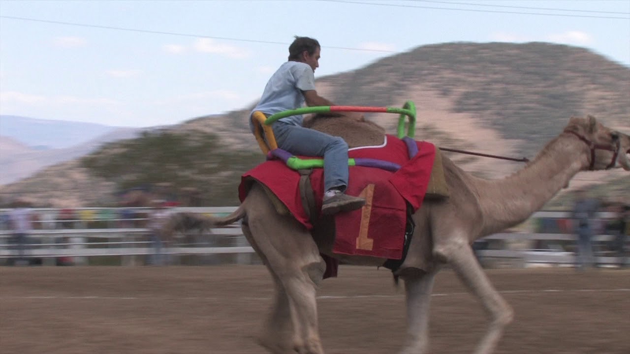 Ostrich & Camel Races in Virginia City, Nevada By Oregon State Video ...