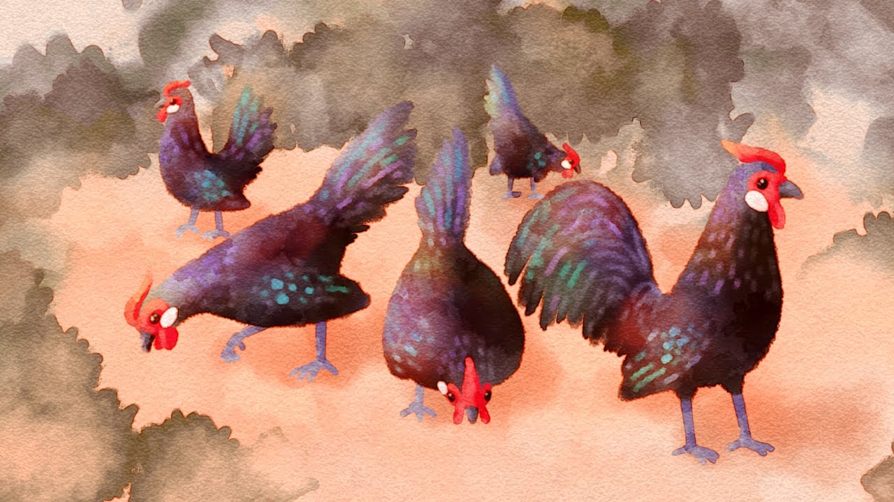Rosecomb Bantams - Illustration Process - YouTube