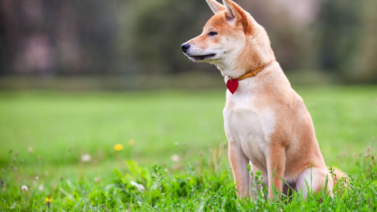 The Adorable Shiba Inu: An Icon of Art and Pop Culture - YouTube