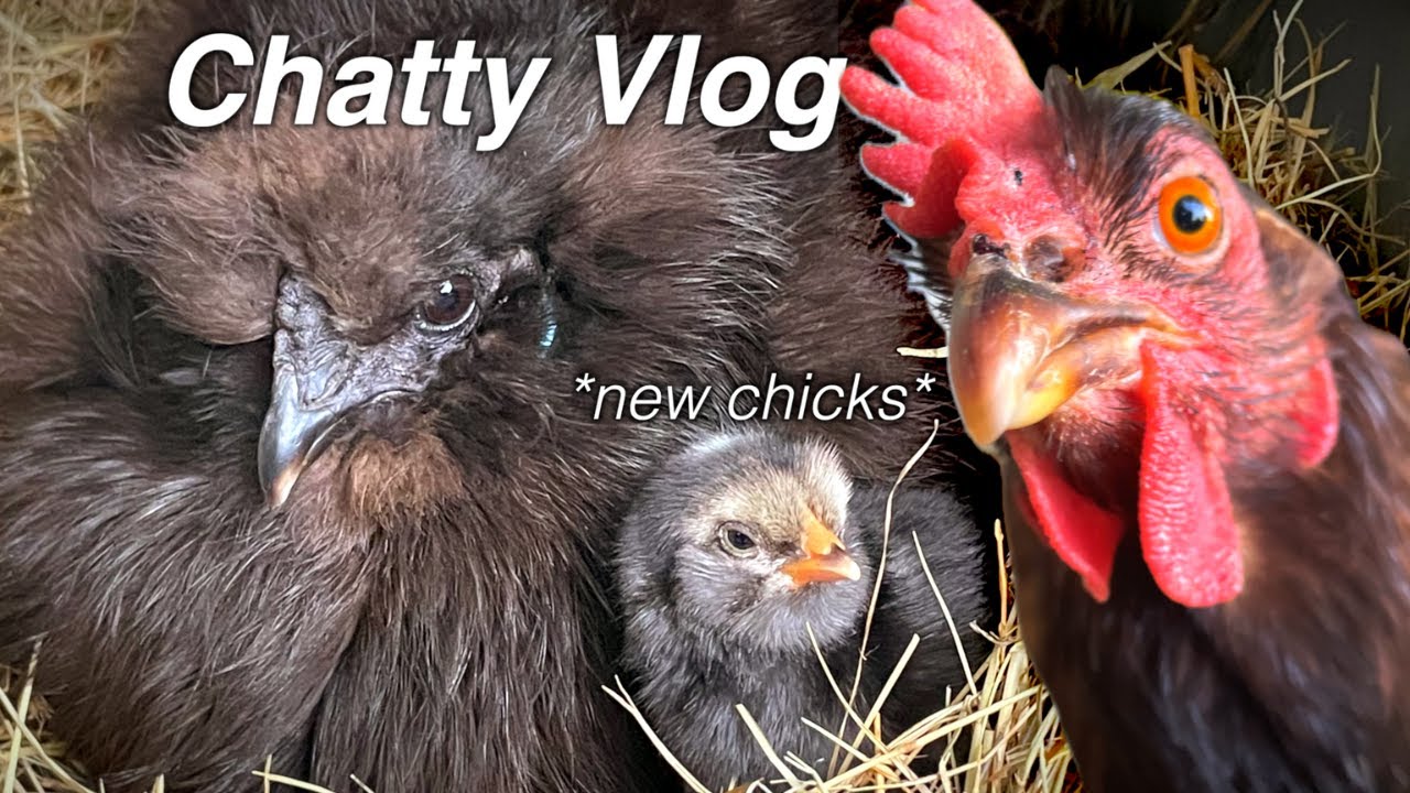 Look at my new chickens! (Facetime Vlog) - YouTube