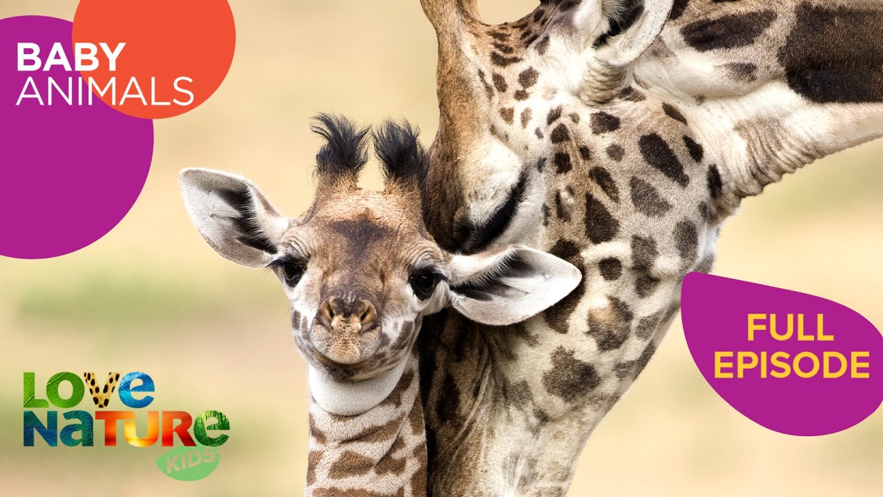 Baby Animals Born to Run: Giraffes, Zebras, Pronghorns | Baby Animals ...