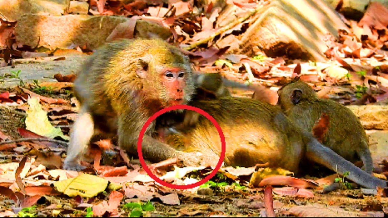 Ah ! Why monkey fighting like this ? Monkey pity new baby under so hard ...