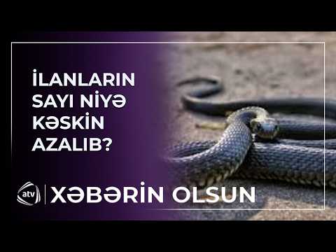 Niyə ilanlar yaşayış məskənlərinə axın edir? / Xəbərin olsun