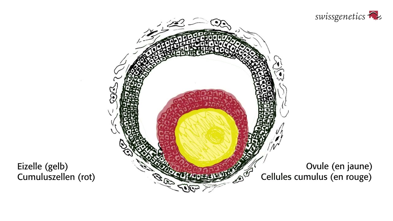 Die Eizellgewinnung am lebenden Tier – La récolte d’ovules sur l’animal ...
