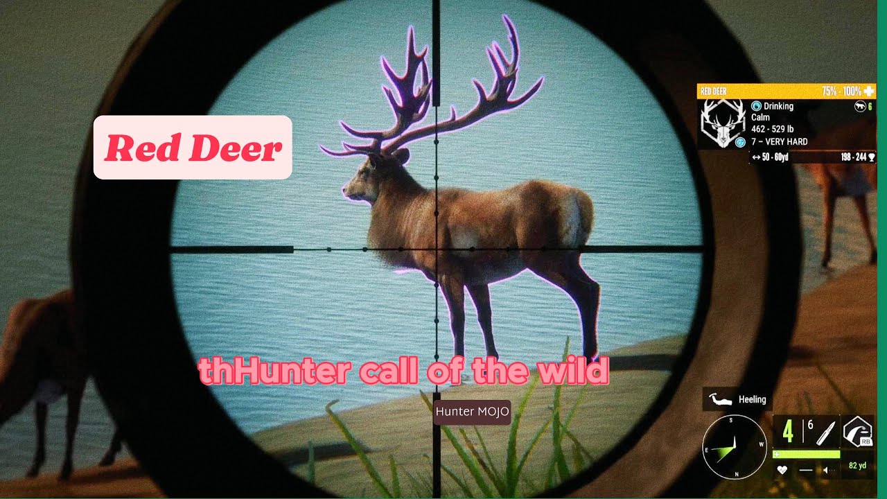 RED DEER The hunter call of the wild. COTW - YouTube