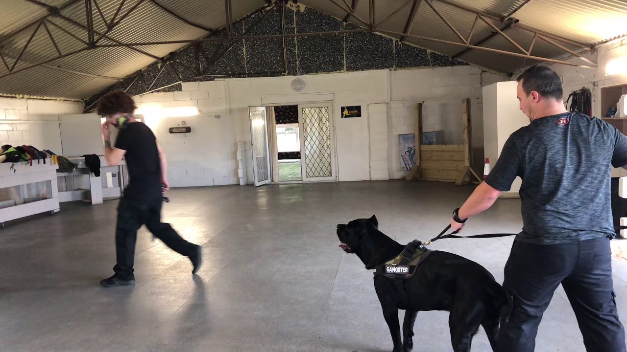 Cane Corso Protection Training the Beginning of Defence a very talented ...