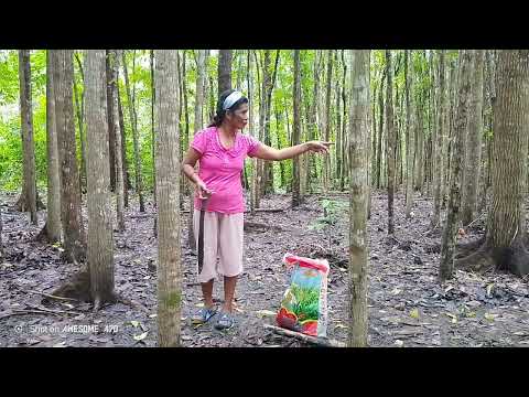 NANGUHA AKO NG BUNGA NG MAHOGANY AKO LANG ISA - YouTube