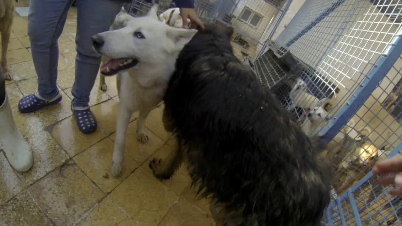 Egyptian Society For Mercy to Animals (ESMA) - Animal Shelter - YouTube