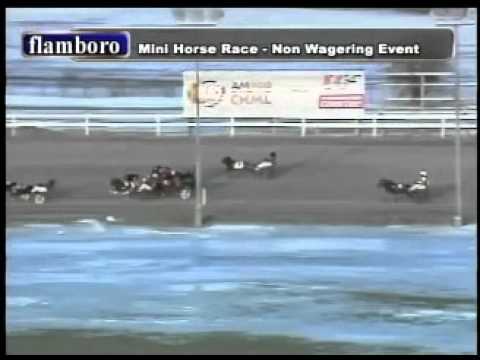 Mini Horse Race - March 15, 2014 - YouTube
