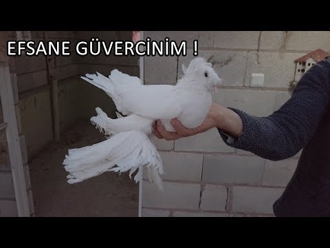 PAZARDAN ALDIĞIM GÜVERCİNİN SON HALİ! Süs Kedisine Ne Oldu ?