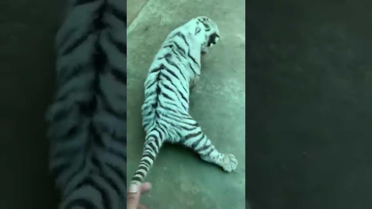 16 Days Old White Tiger In Pakistan - YouTube
