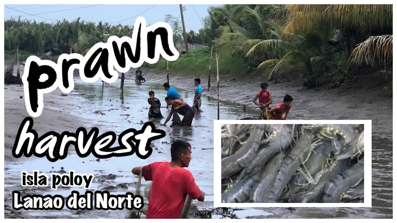 Prawn Harvest in Isla Poloy - YouTube