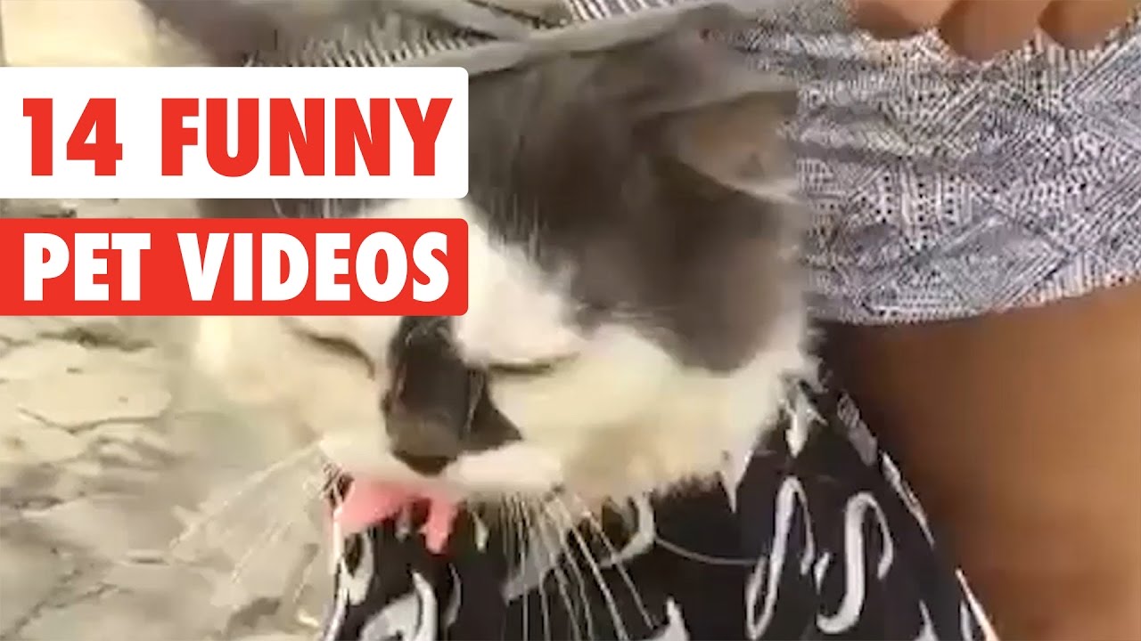 14 Funny Pets | Awesome Pet Video Compilation 2017 - YouTube