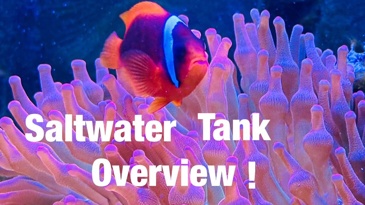 Saltwater tank overview! - YouTube