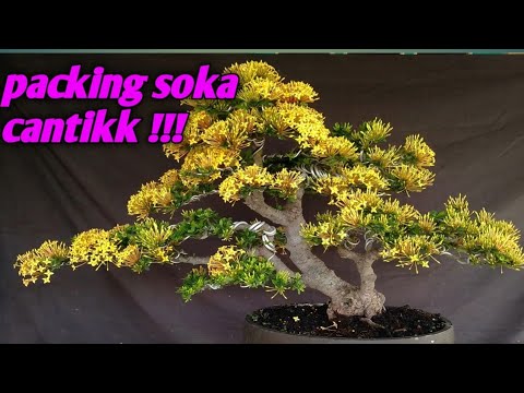 cara packing bonsai asoka kuning - YouTube