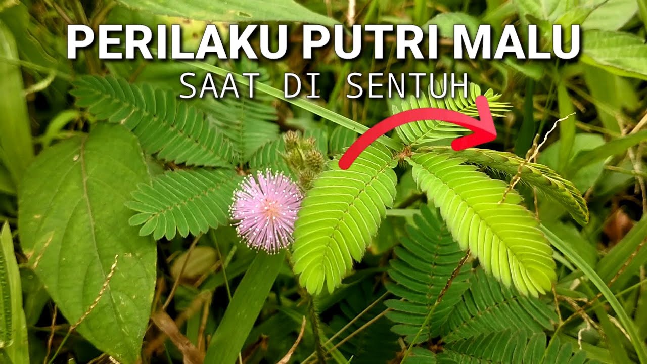 Beginilah tumbuhan unik putri malu yang selalu menutup saat di sentuh ...